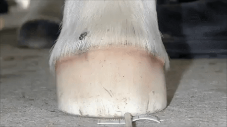 The First Year of Hoof Growth - horseXperiences™ Stories ...