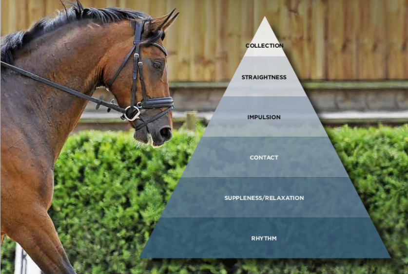 How the scales of training can improve your horse's performance ...